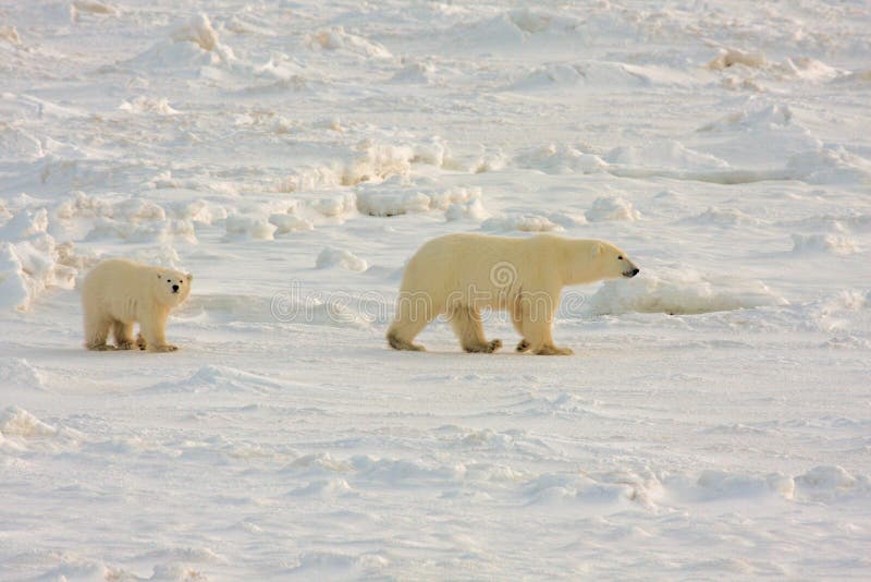 Polar Bear and Cubs in Weak Arctic Sunlight Stock Image - Image of ...