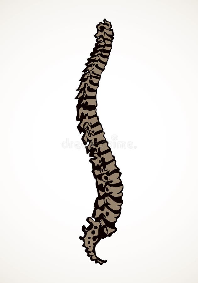 Spine. Vector drawing stock vector. Illustration of analysis - 149502526