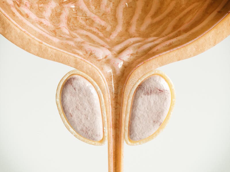 Prostate Organ 3d Stock Illustrations – 948 Prostate Organ 3d Stock ...