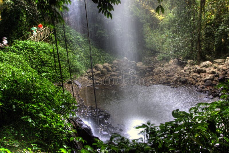 Healthy Rainforest in Dorigo Stock Photo - Image of ecosystem, coffs ...