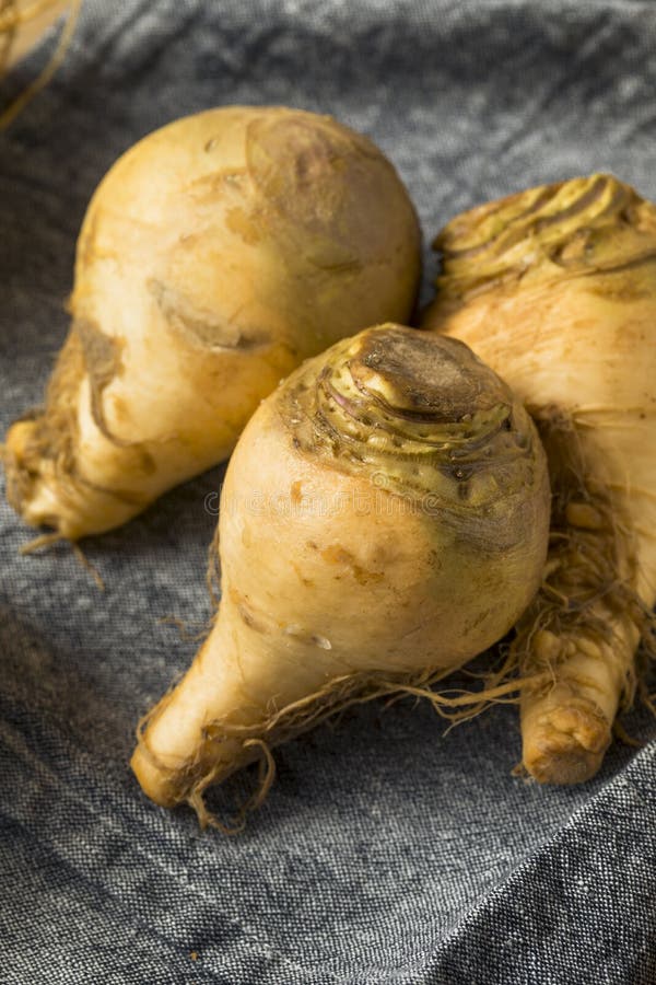 Raw Organic Brown Rutabaga Root Stock Photo - Image of rutabagas ...