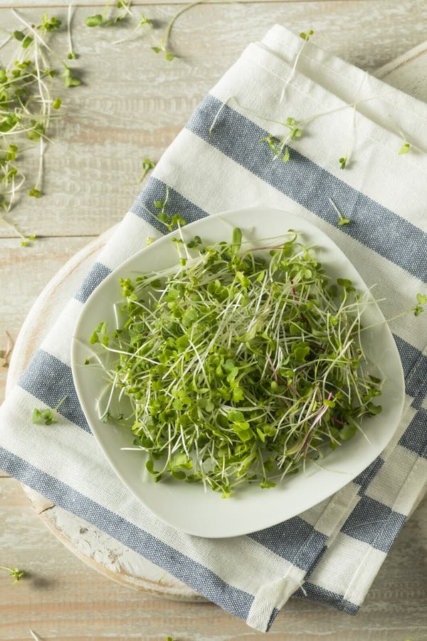 Healthy Raw Organic Microgreens Stock Image - Image of healthy, greens ...
