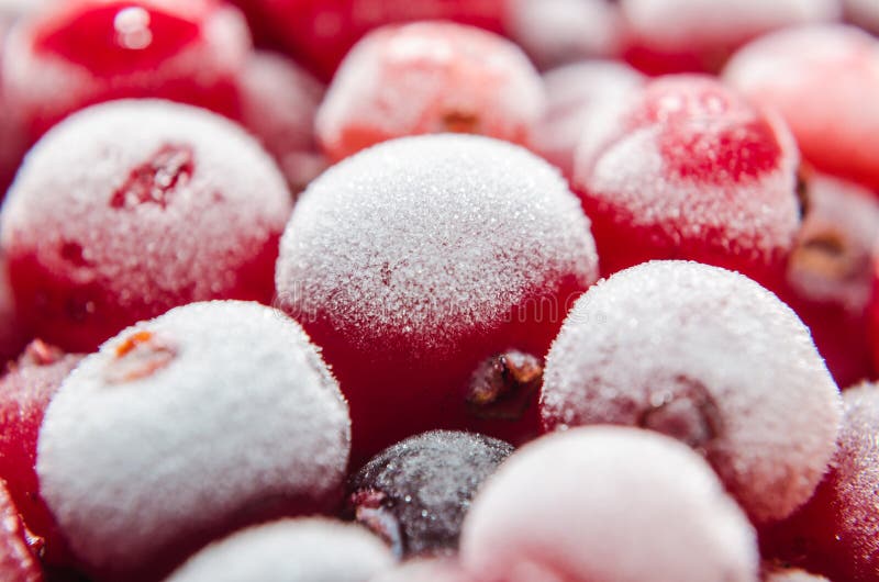 Healthy Red Berries Covered with Frost As the Sugar Stock Photo - Image ...