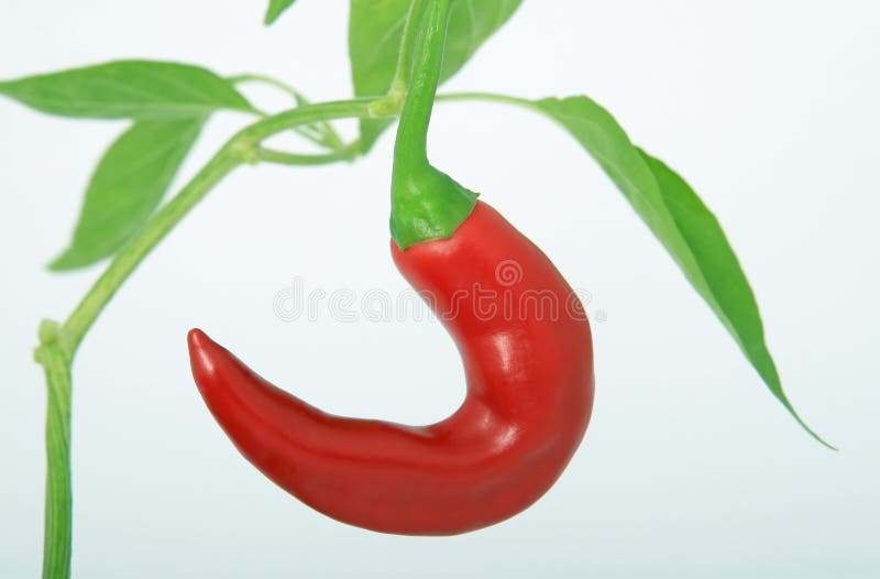 Hot pepper stock photo. Image of plant, fruit, green, brandy - 380802