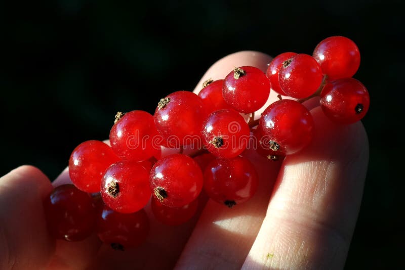 Redcurrant or Ribes Rubrum Berries Growing on Warm Sunny Day Stock ...