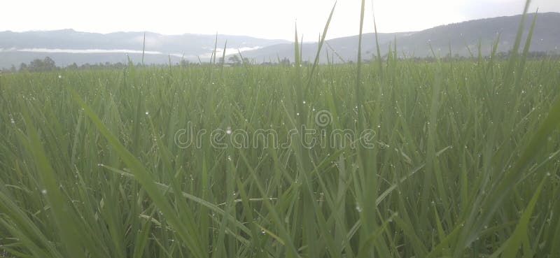 Healthy Rice Plant Growth in the Morning Stock Photo - Image of healthy ...