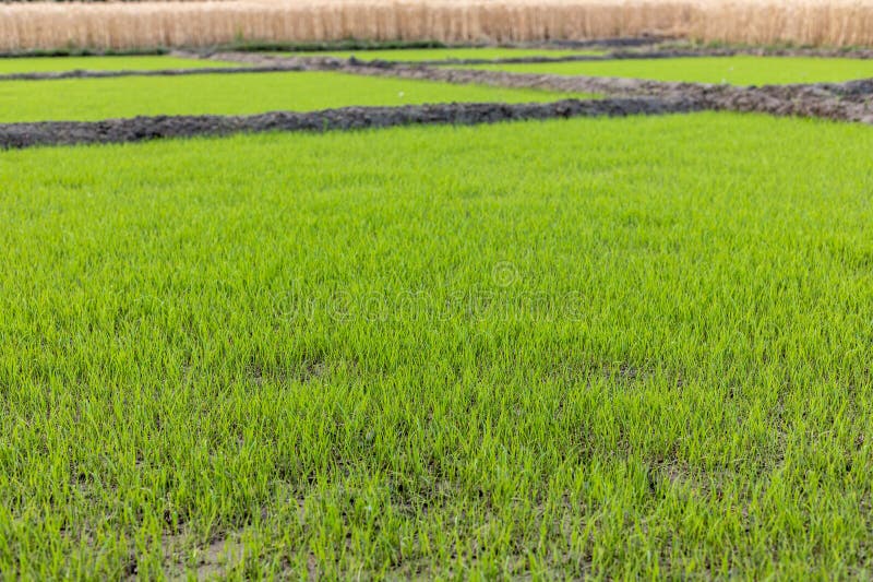 Healthy Rice Seedlings in the Field Stock Photo - Image of green, field ...