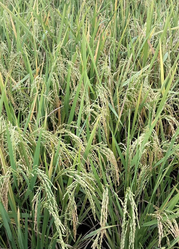 Healthy Rice Will Surely Bow Stock Image - Image of surely, rice: 278013391