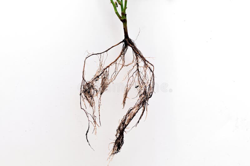 Healthy Roots of a Young Plant Ready for Planting Stock Photo - Image ...