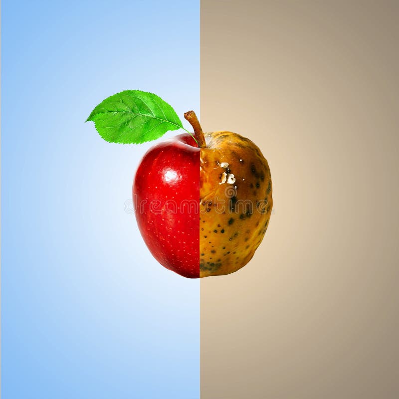 Rotten and Healthy Apples on a Branch Stock Photo - Image of destroy ...