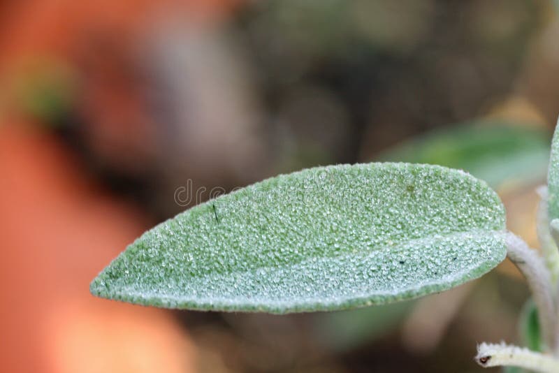 Wild sage stock photo. Image of green, outdoors, agriculture - 9698130