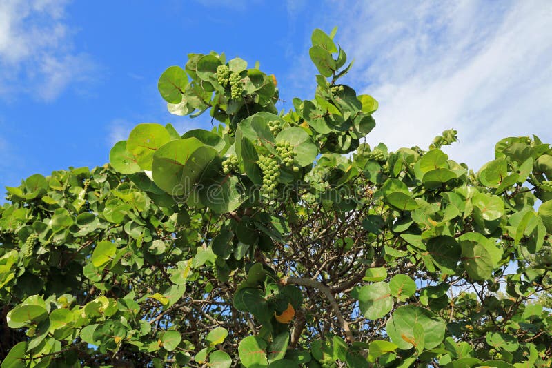 Healthy sea grape tree stock image. Image of tree, island - 41694505