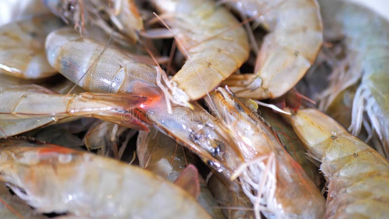 Healthy Seafood, Fresh Shrimp, Fish, Macro. Lots of Shrimp are Spinning ...