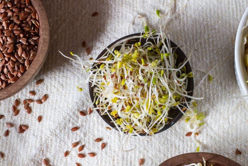 Healthy seeds and sprouts stock image. Image of healthy - 64383261