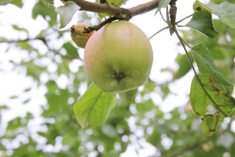 Healthy and Sick Apple on One Branch. Strong and Weak Stock Photo ...