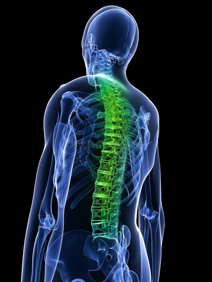 Healthy spine stock illustration. Illustration of body - 12902509