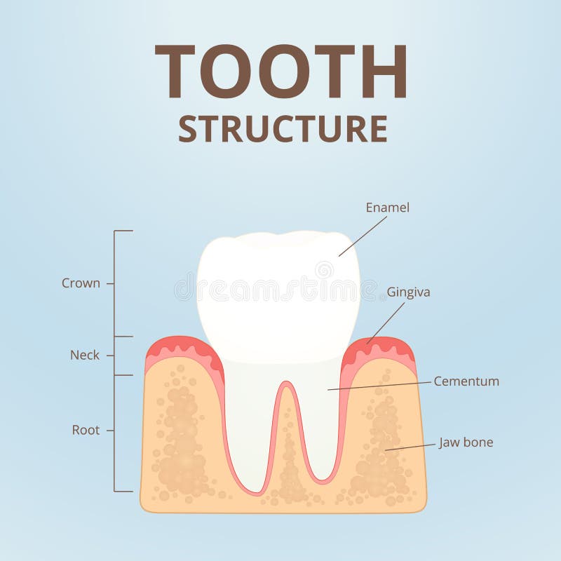 Healthy teeth scheme stock vector. Illustration of scheme - 85598929