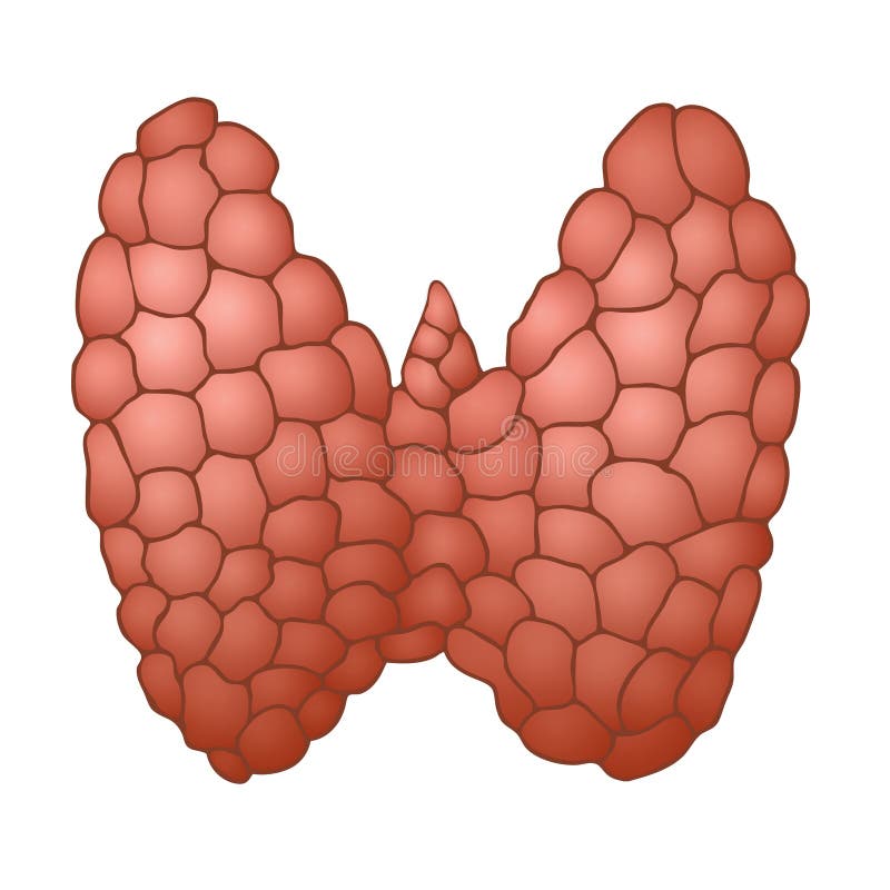 Healthy Thyroid Gland on White Background Stock Vector - Illustration ...