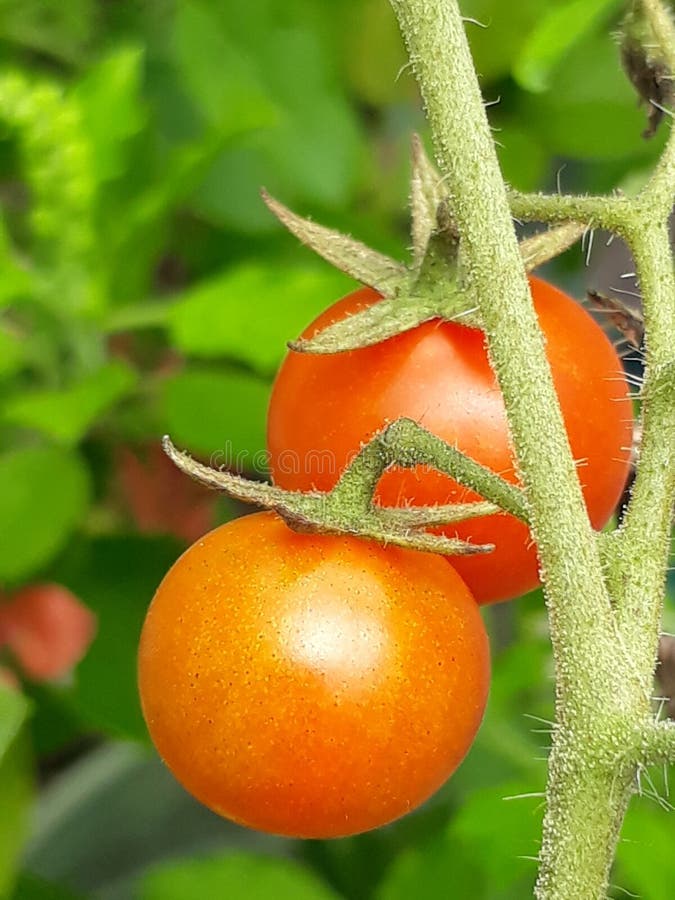 Healthy Tomato plan stock image. Image of tomato, fresh - 319563335