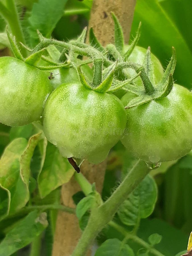 Healthy Tomato plan stock image. Image of healthy, fresh - 319563349