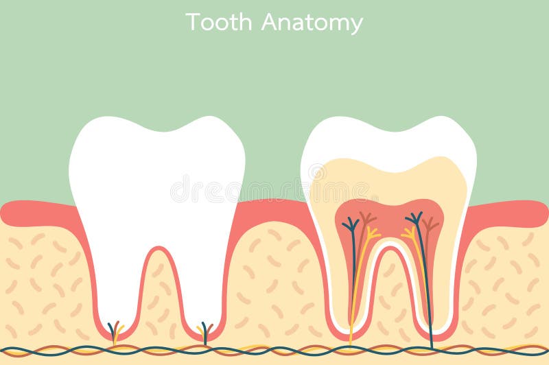Tooth Anatomy Cartoon Stock Illustrations – 3,886 Tooth Anatomy Cartoon ...