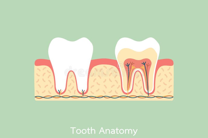 Healthy tooth anatomy stock vector. Illustration of chamber - 97383892