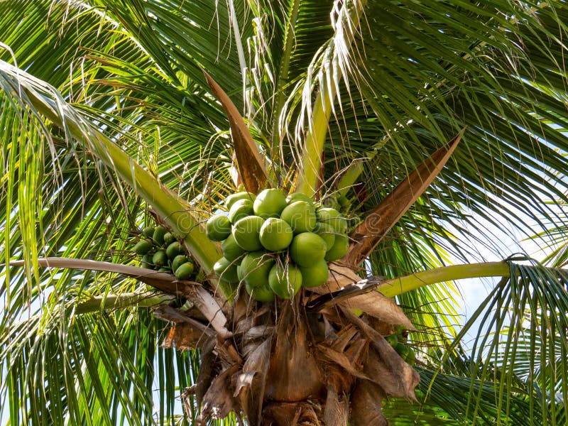 The Healthy Top of a Big Palm Tree Stock Image - Image of peninsula ...