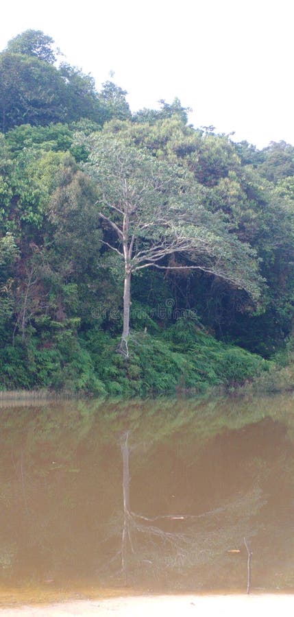 Healthy Tree beside the River in Trolical Forest Stock Photo - Image of ...