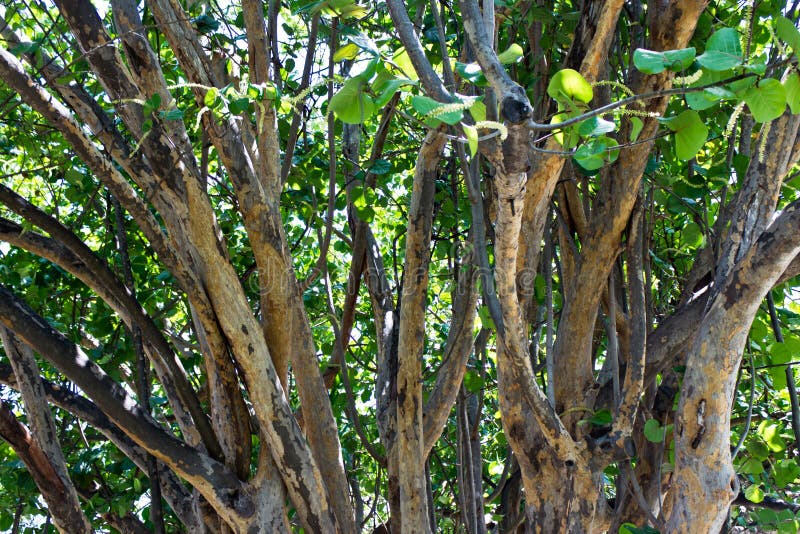 Healthy tropical trees stock photo. Image of twig, flora - 41735646