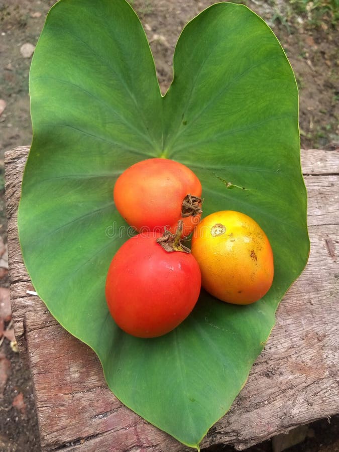 Healthy Vegetable Tomatoes are Also Healthy Stock Photo - Image of ...