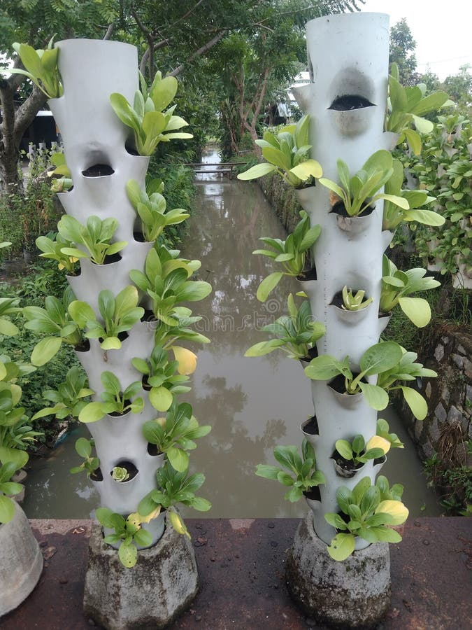 Used Paralon Verticulture Method Stock Photos - Free & Royalty-Free ...