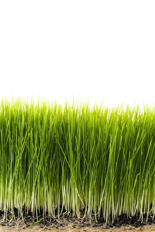 Healthy Wheatgrass stock image. Image of isolated, agriculture - 46603721