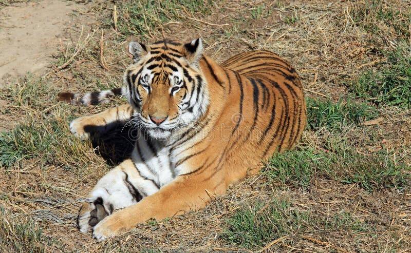 Healthy Wild Tiger stock photo. Image of feline, beautiful - 21478204