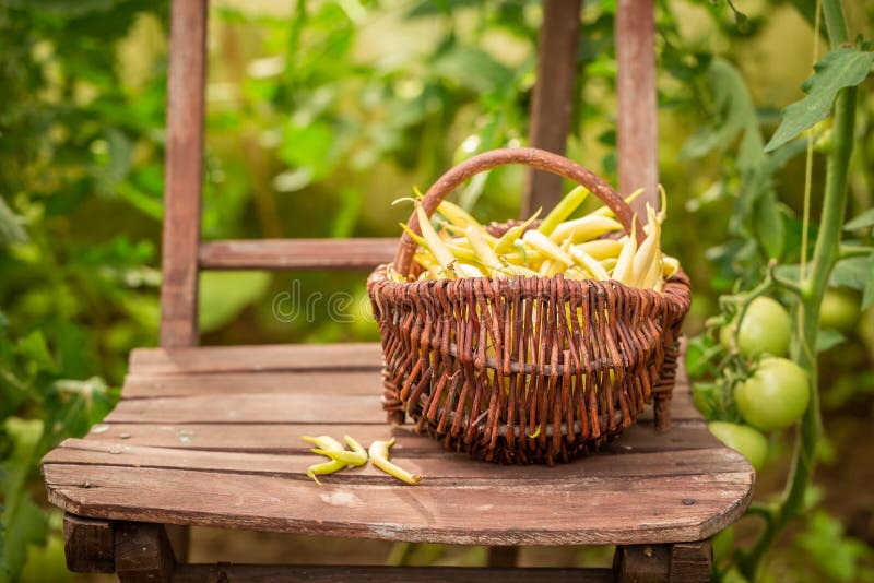 Healthy Yellow Beans in a Small Greenhouse Stock Photo - Image of ...