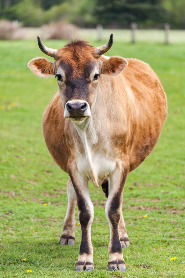 Healthy Young Brown Swiss Bull in a Pasture Stock Photo - Image of ...