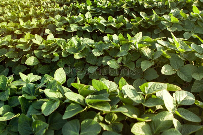 Healthy Young Soybean Field Stock Image - Image of food, leaf: 81051371
