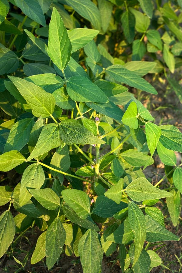Healthy Young Soybean Plant Stock Image - Image of green, bean: 20240453