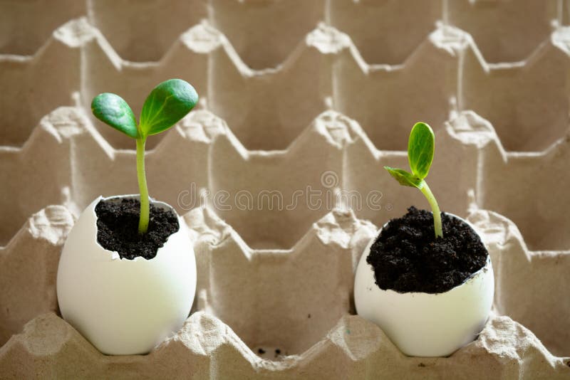 1,328 Sick Egg Stock Photos - Free & Royalty-Free Stock Photos from ...