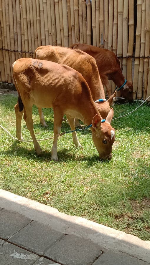 Healty and Lovely Claf in the Yard Stock Photo - Image of grazing ...