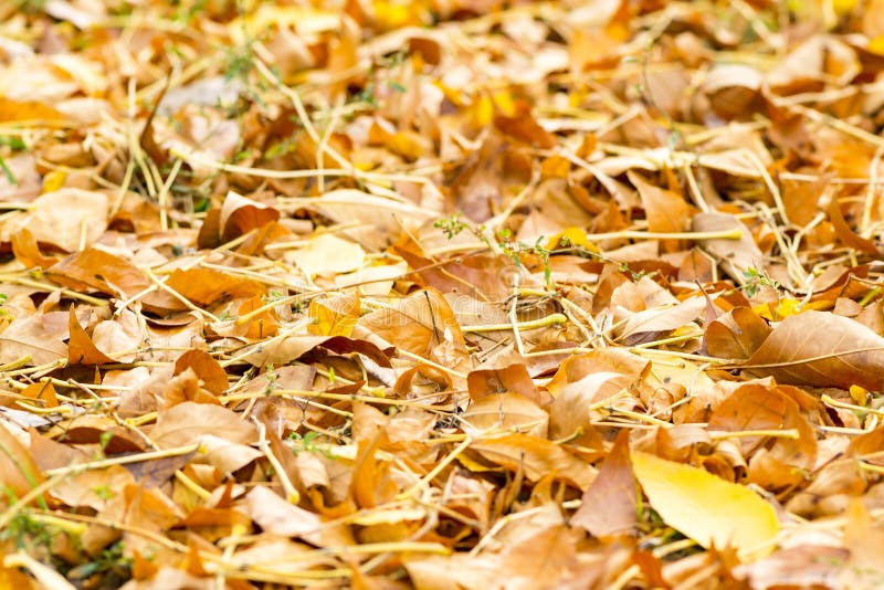 Heap of Autumn Leaves on the Grass Close-up Stock Image - Image of leaf ...