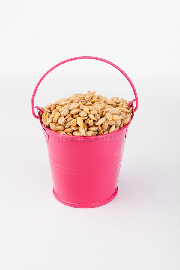 Heap Barley Grains in Pink Bucket on White Background Stock Image ...