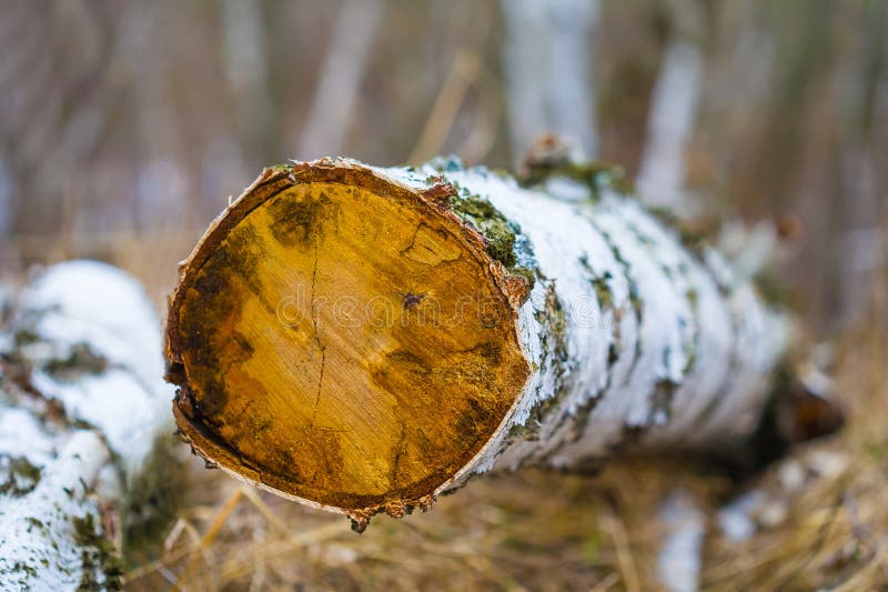 Heap of Birch Tree Log on Forest Glade Stock Image - Image of nature ...