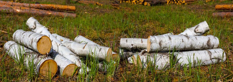 Birch Tree Log on Green Forest Glade Stock Photo - Image of scene ...
