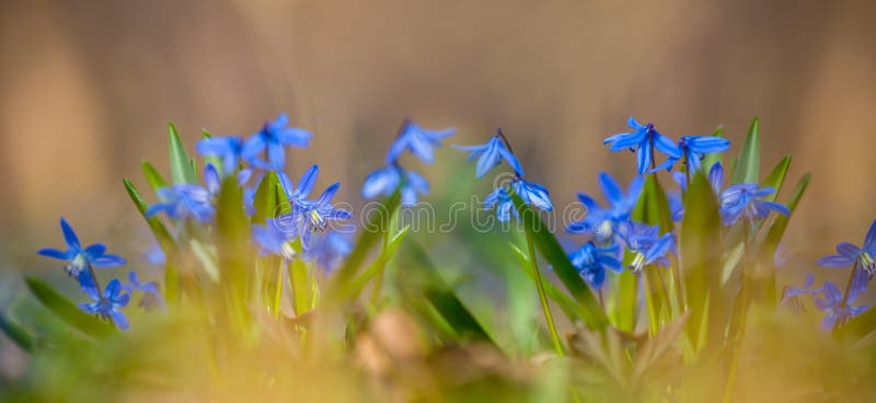 Heap of Blue Spring Snowdrop in a Forest Stock Image - Image of ...