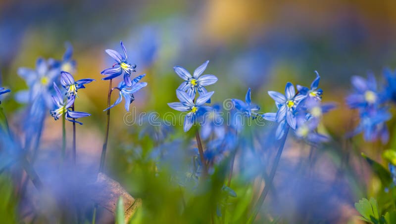 Heap of Blue Spring Snowdrop in a Forest Stock Photo - Image of beauty ...