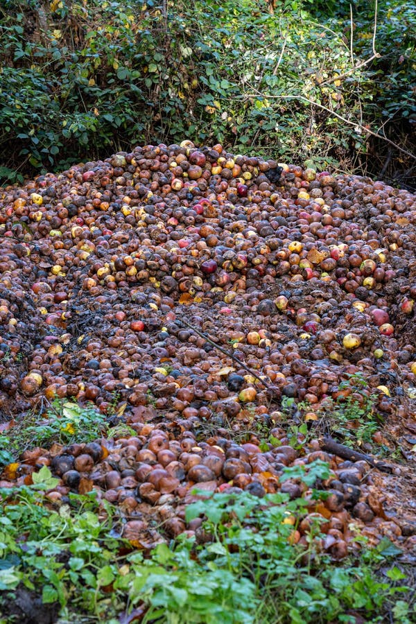A Heap of Brown and Rooten Apples in Front of the Forest Stock Image ...