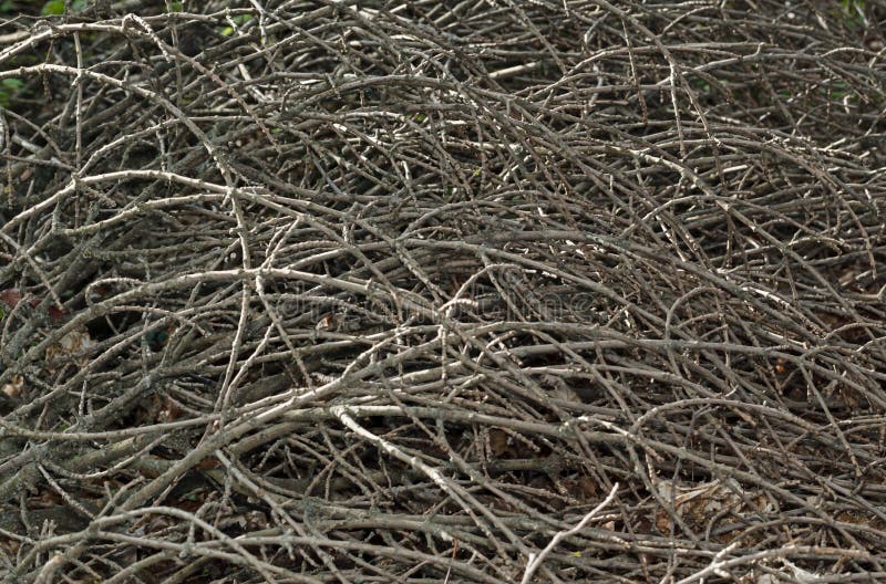 Pile Twigs Stock Images - Download 864 Royalty Free Photos