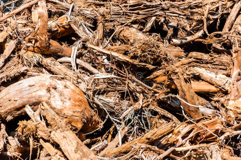 Bunch of Dried Trees Roots Close-up Lying on the Ground Stock Image ...
