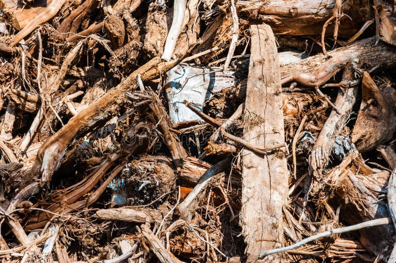 Bunch of Dried Trees Roots Close-up Lying on the Ground Stock Photo ...