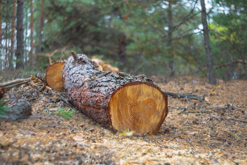 Closeup Pine Tree Trunk on Forest Glade Stock Photo - Image of lumber ...